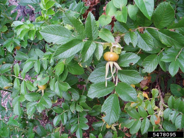 Seaside rose (Rosa rugosa Thunb.)