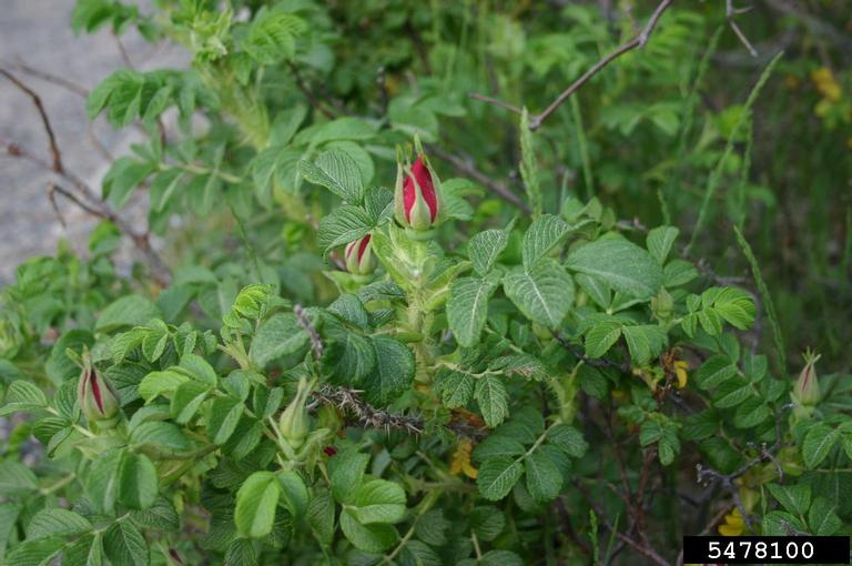 Seaside rose (Rosa rugosa Thunb.)