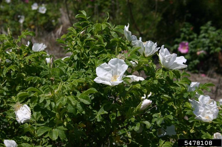 Seaside rose (Rosa rugosa Thunb.)