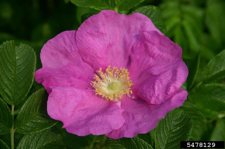 Seaside rose (Rosa rugosa Thunb.)
