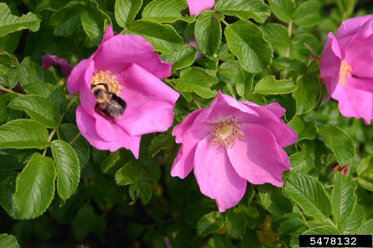 Seaside rose (Rosa rugosa Thunb.)