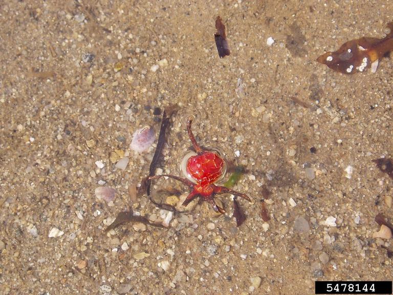 Seaside rose (Rosa rugosa Thunb.)