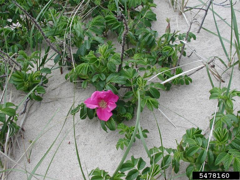 Seaside rose (Rosa rugosa)