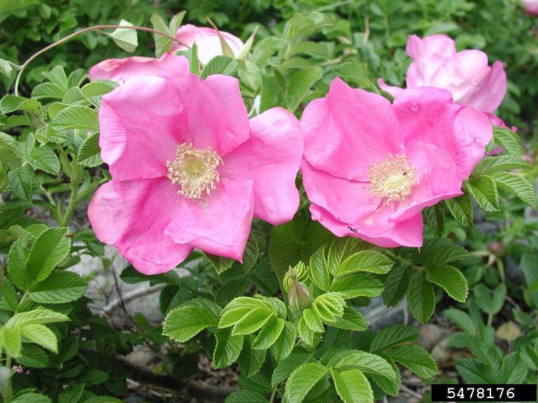 Seaside rose (Rosa rugosa Thunb.)