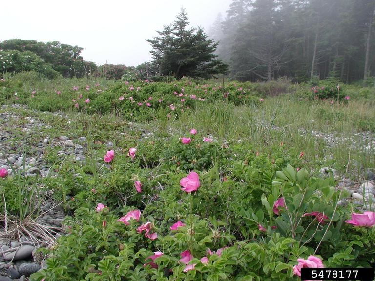 Seaside rose (Rosa rugosa Thunb.)