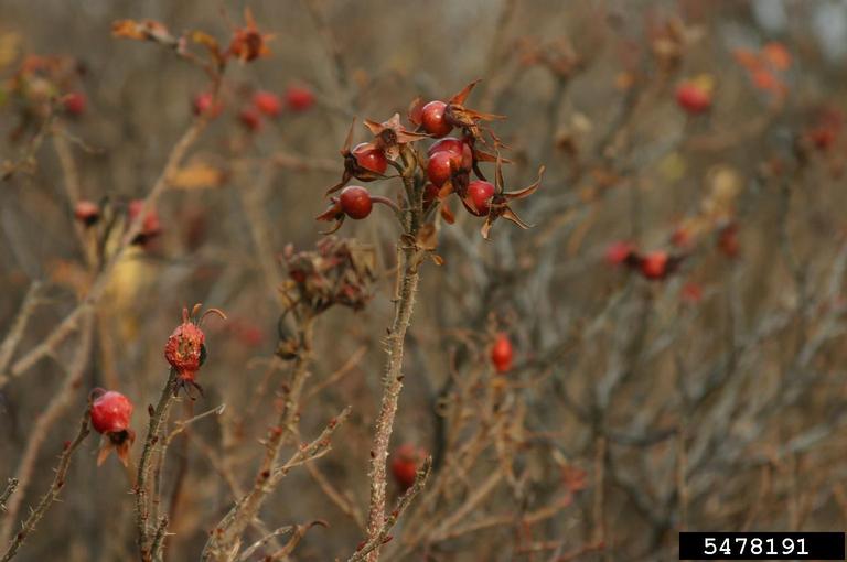 Seaside rose (Rosa rugosa Thunb.)