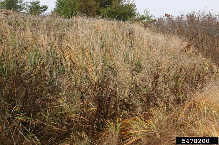 Seaside rose (Rosa rugosa Thunb.)