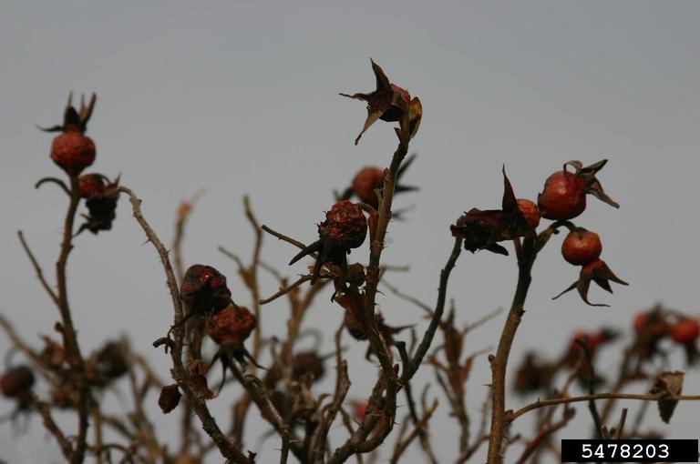Seaside rose (Rosa rugosa Thunb.)