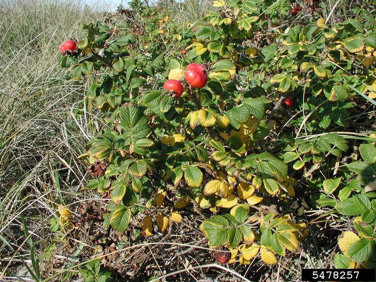Seaside rose (Rosa rugosa Thunb.)
