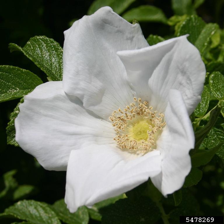 Seaside rose (Rosa rugosa)