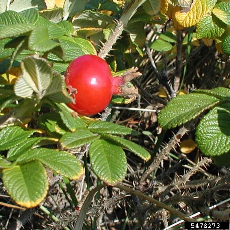 Seaside rose (Rosa rugosa Thunb.)