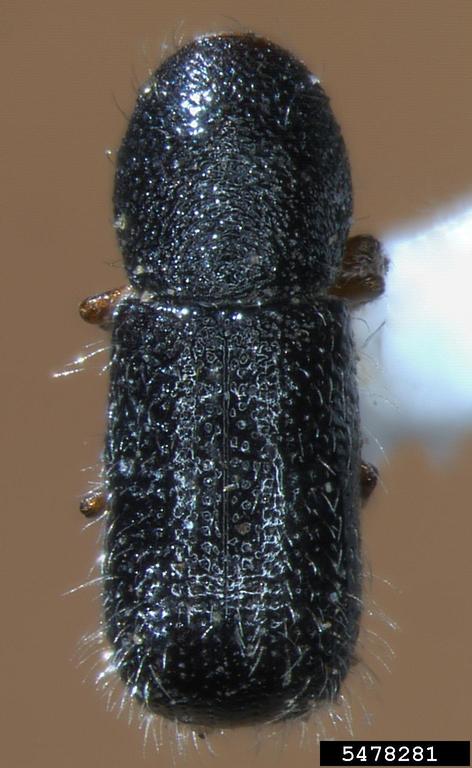 bark beetle (Dendrocranulus schedli)