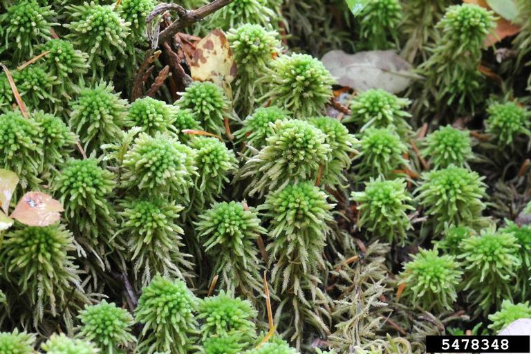 Wulf's sphagnum (Sphagnum wulfianum)