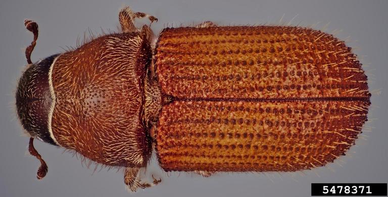 eastern larch beetle (Dendroctonus simplex LeConte, 1868)