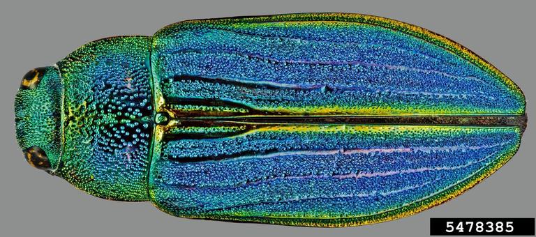 golden buprestid (Buprestis aurulenta)