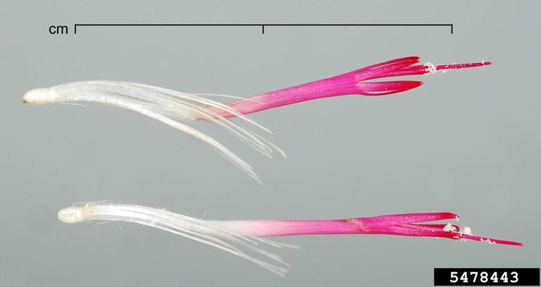 Japanese thistle (Cirsium japonicum Fisch. ex DC.)