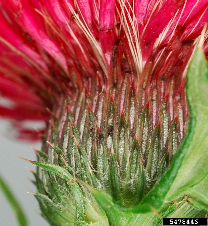 Japanese thistle (Cirsium japonicum Fisch. ex DC.)