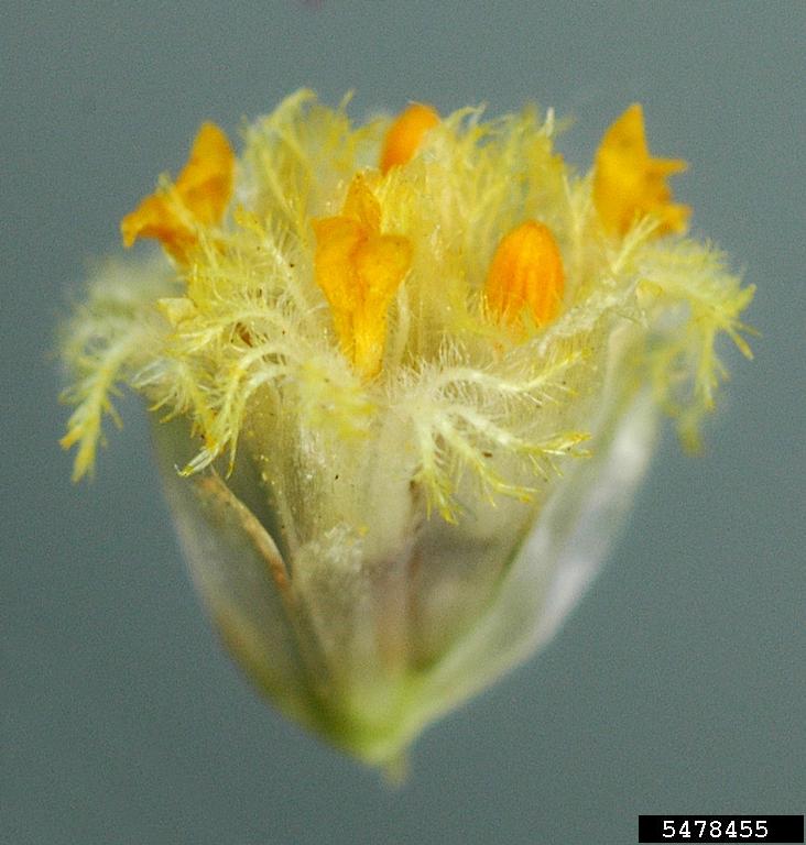 billy buttons (Pycnosorus globosus)