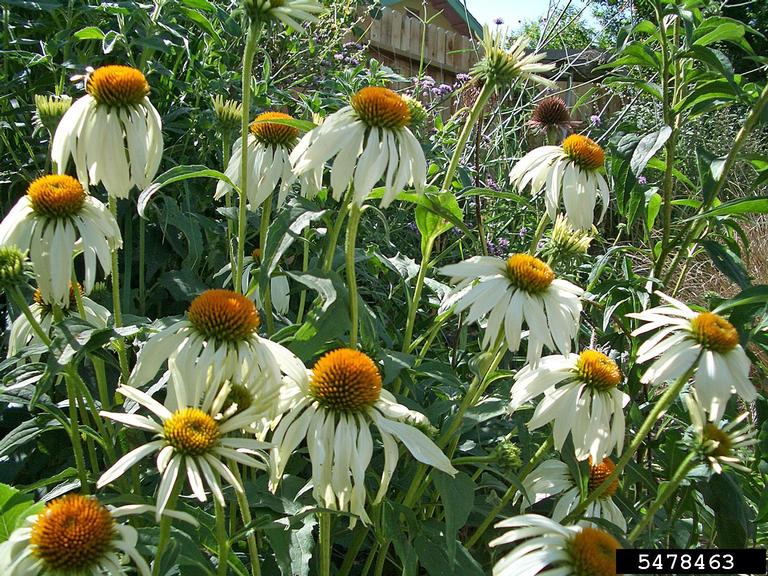 coneflowers (Genus Echinacea Moench)