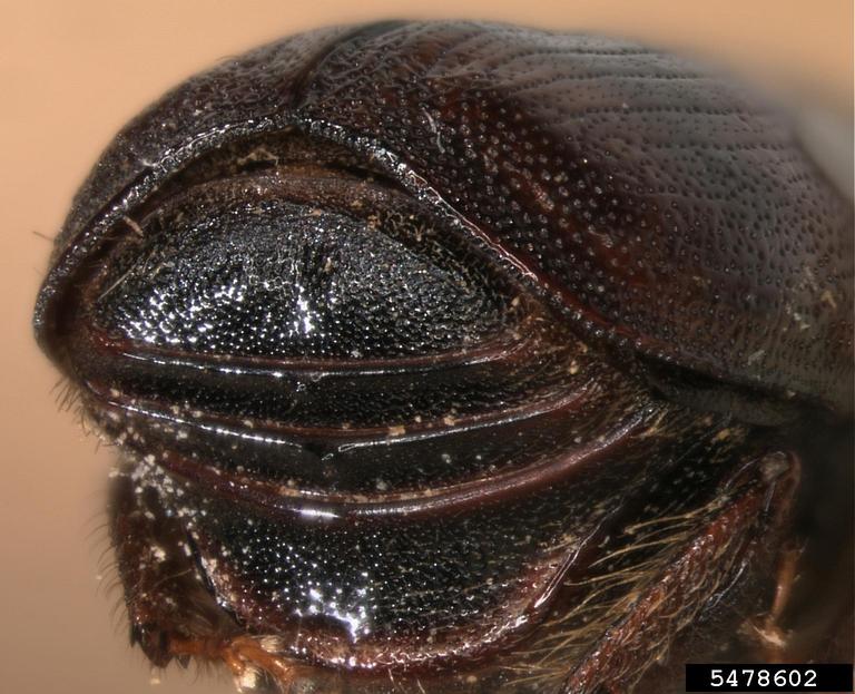 large elm beetle (Scolytus scolytus (Fabricius, 1775))