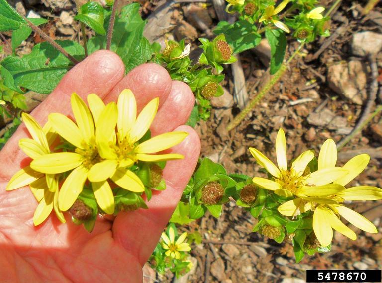 sunflower (Genus Helianthus L.)