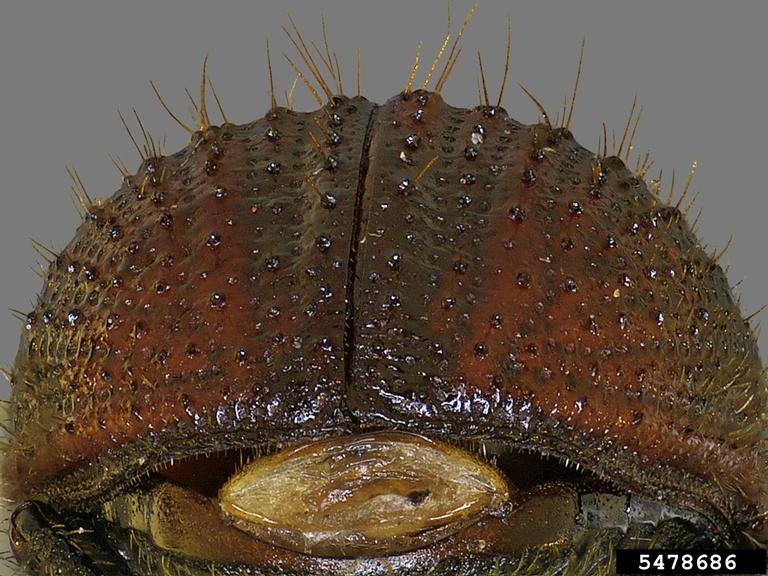 Douglas-fir beetle (Dendroctonus pseudotsugae Hopkins, 1905)
