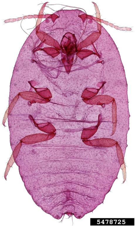 mealybug (Genus Spilococcus)