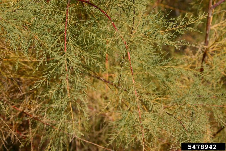 saltcedar (Tamarix ramosissima Ledeb.)