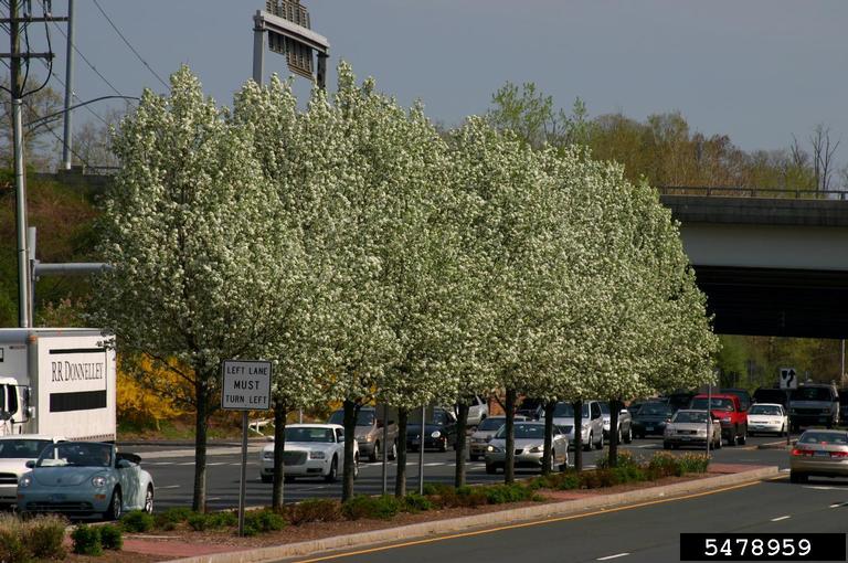 Callery pear (Bradford pear) (Pyrus calleryana)