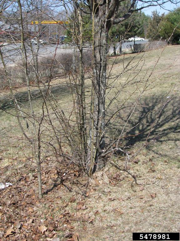 Callery pear (Bradford pear) (Pyrus calleryana Decne.)