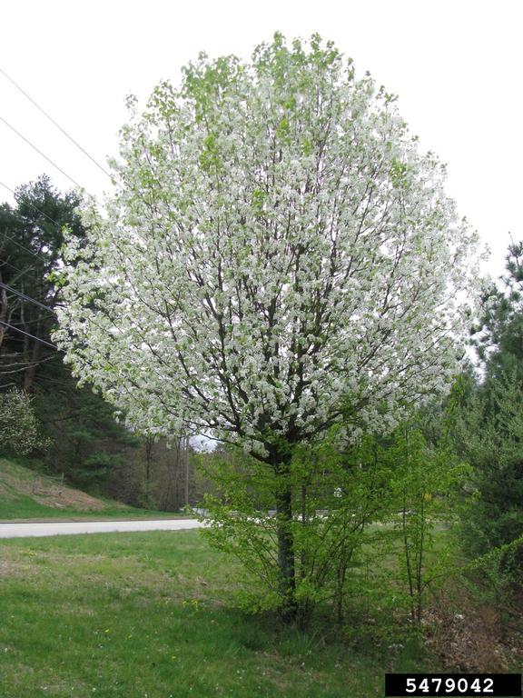 Callery pear (Bradford pear) (Pyrus calleryana)