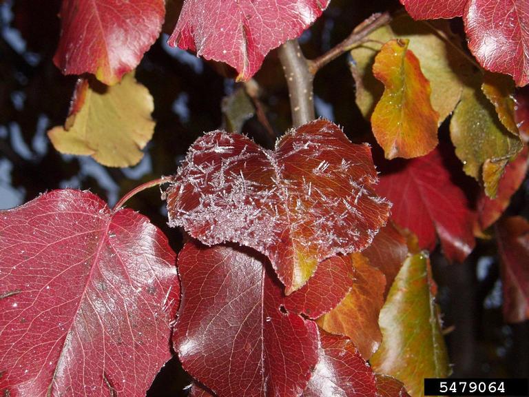 Callery pear (Bradford pear) (Pyrus calleryana Decne.)
