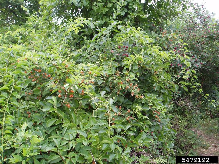 Morrow's honeysuckle (Lonicera morrowii)