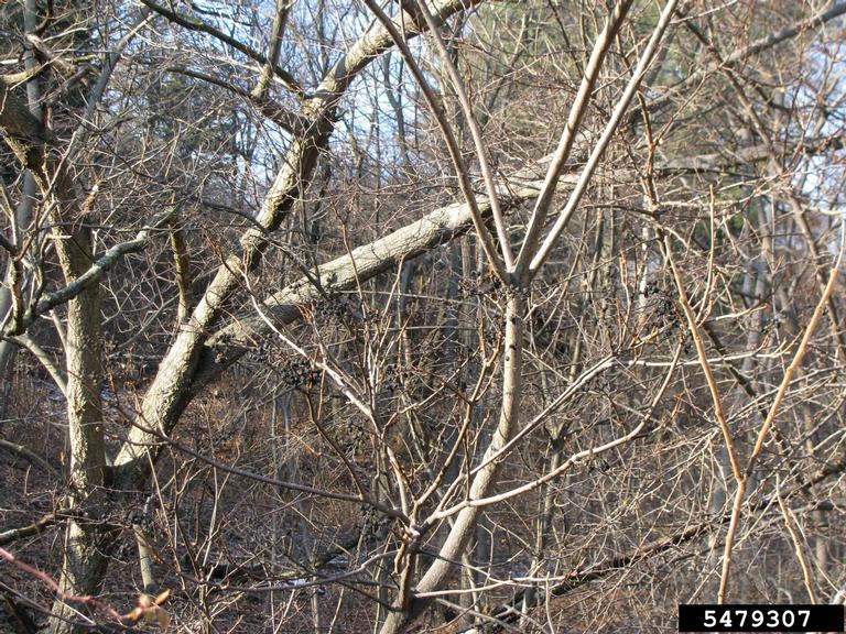 Amur corktree (Phellodendron amurense Rupr.)