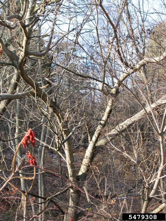 Amur corktree (Phellodendron amurense Rupr.)