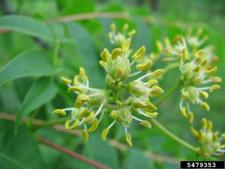 corktree (Genus Phellodendron)