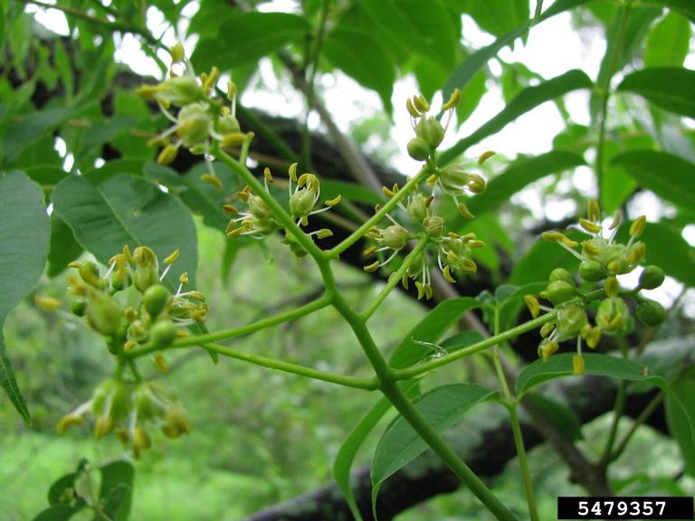corktree (Genus Phellodendron)