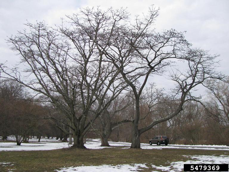 corktree (Genus Phellodendron)