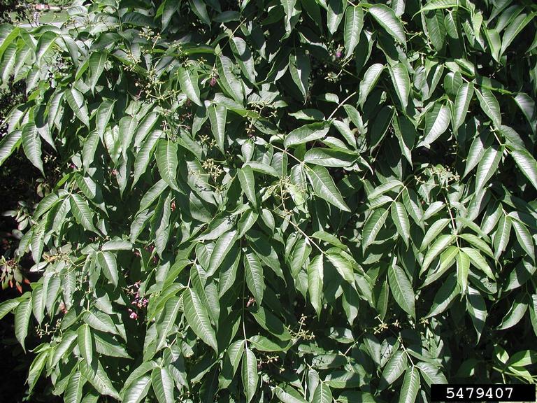 corktree (Genus Phellodendron)