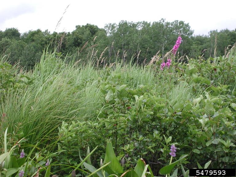 purple loosestrife (Lythrum salicaria L.)