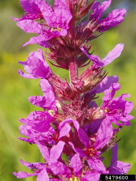 purple loosestrife (Lythrum salicaria)