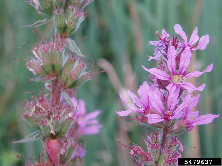 purple loosestrife (Lythrum salicaria)