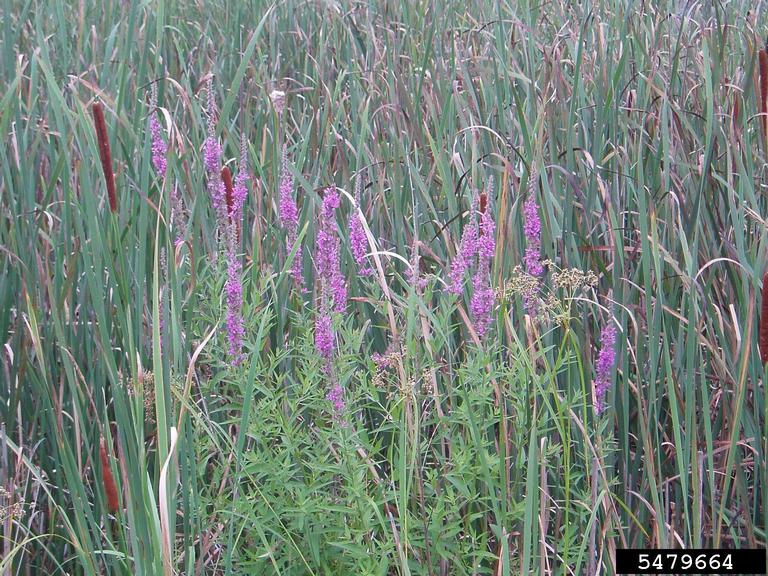 purple loosestrife, Lythrum salicaria (Myrtales: Lythraceae) - 5479664