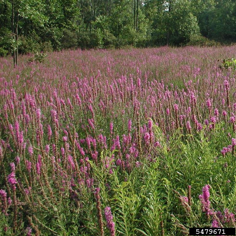 purple loosestrife (Lythrum salicaria)