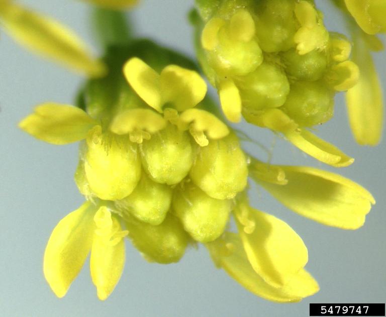 goldenrod (Genus Solidago)