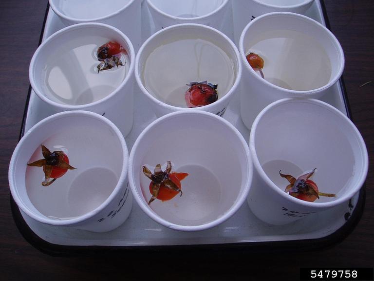 Seaside rose (Rosa rugosa Thunb.)