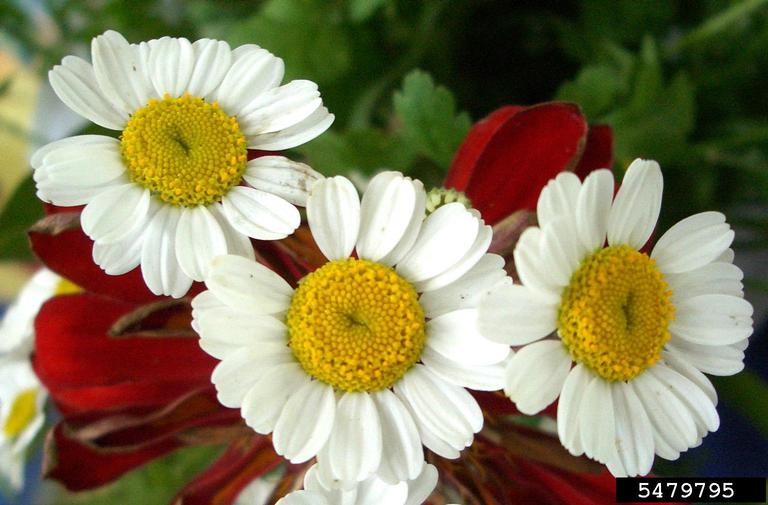 tansy (Genus Tanacetum)