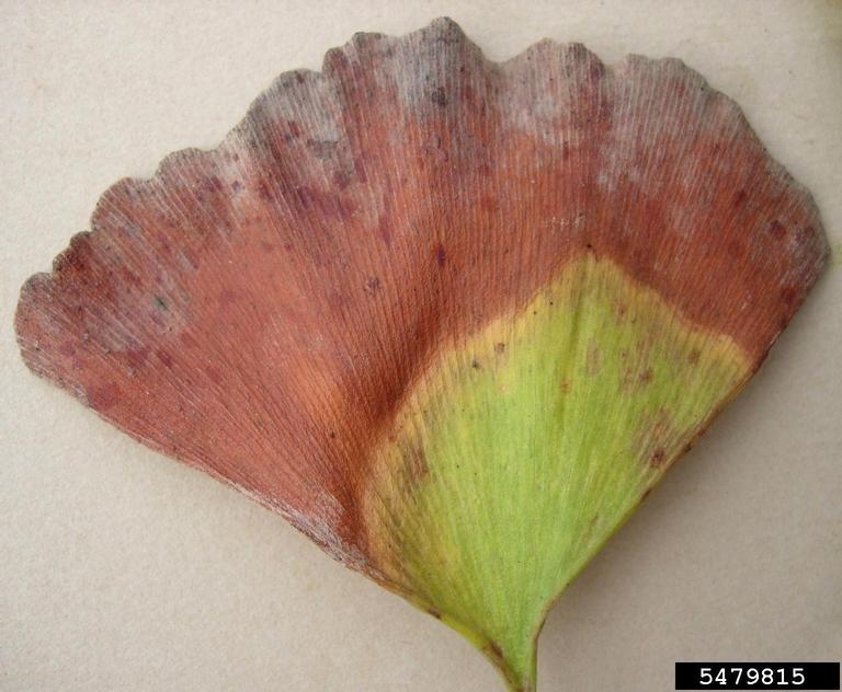 bacterial leaf scorch (Xylella fastidiosa)