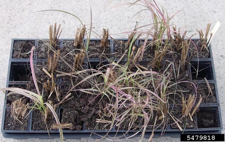take-all root rot (Gaeumannomyces graminis var. graminis (Sacc.) Arx ...