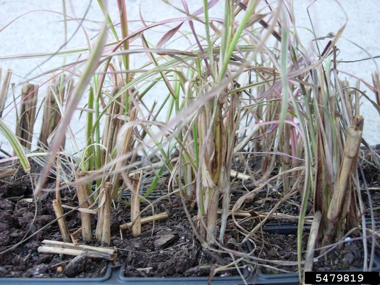 take-all root rot (Gaeumannomyces graminis var. graminis (Sacc.) Arx ...